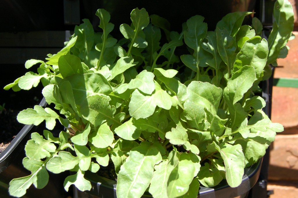 Spring At My Place – Sweet Saffron Spice